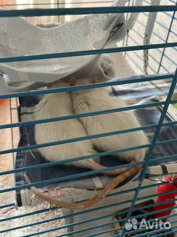 Крысы с клеткой