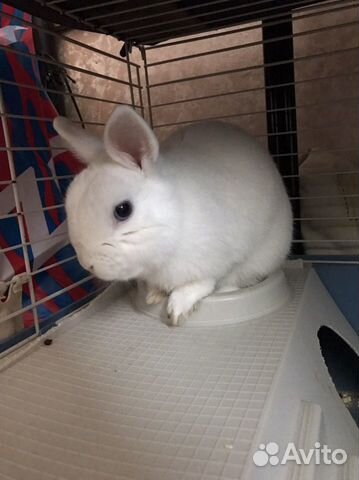 Отдам кролика в добрые руки