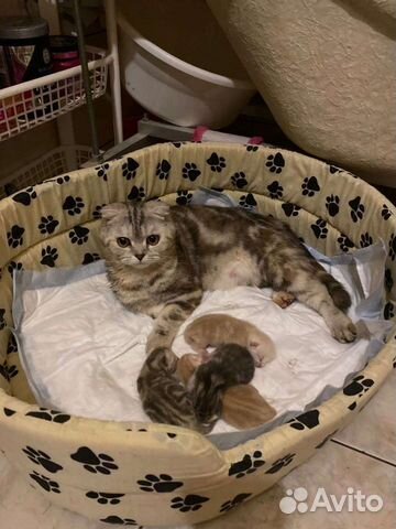 Британская кошка