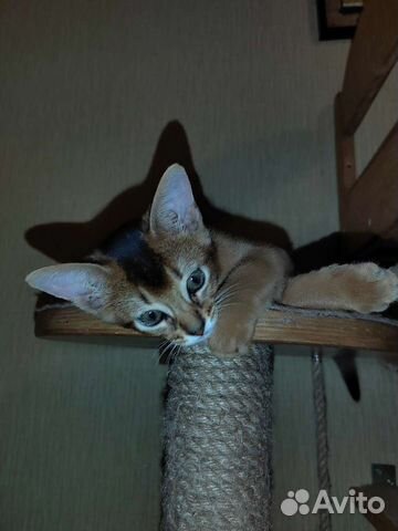 Абиссинские котята