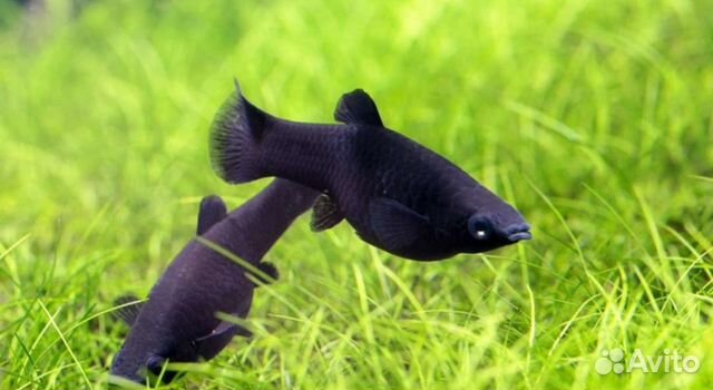 Аквариумные рыбки