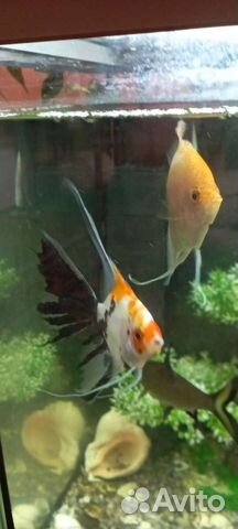 Рыбки скалярии. Пара