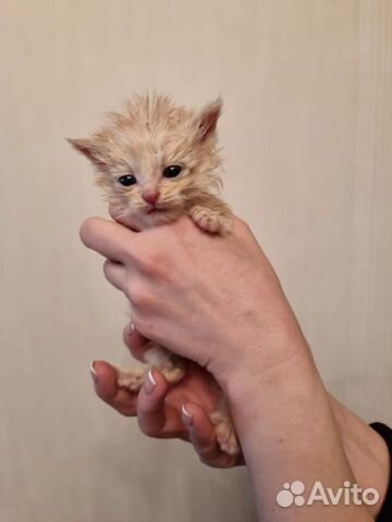 Маленький котенок ищет дом