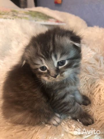 Британские котята