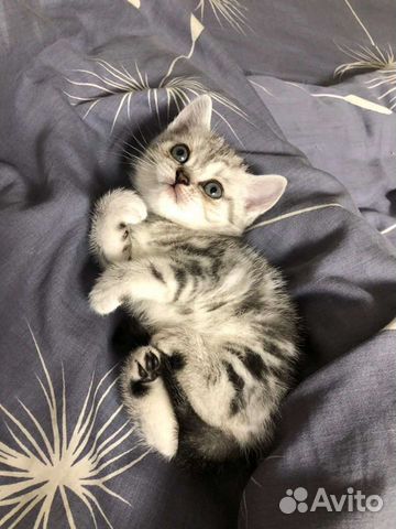 Шотландский котёнок скоттиш страйт