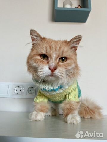 Кошка Карамелька в добрые руки
