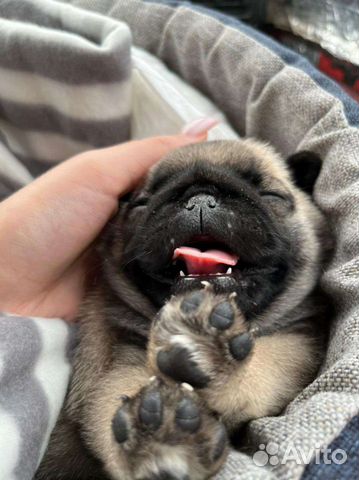 Мопс
