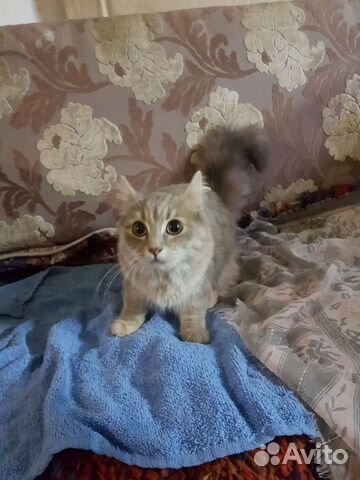 Кошка в дар