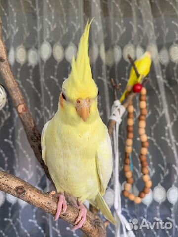 Попугай корелла птенец ручной