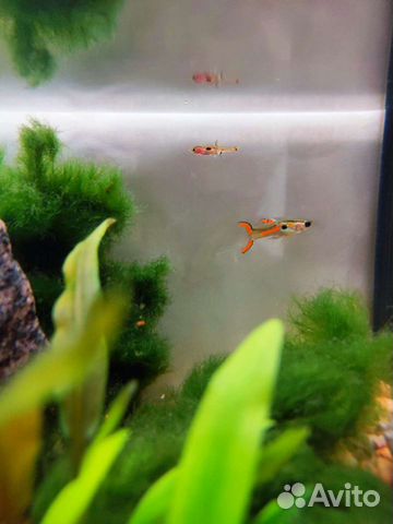 Гуппи эндлера