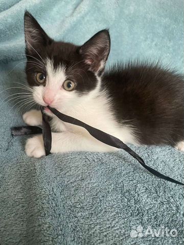 Котёнок в дар