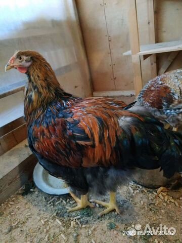 Куры петухи
