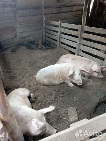Живые свиньи на мясо
