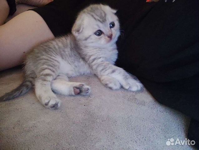 Шотландская вислоухая кошка