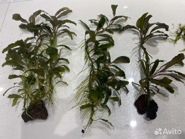 Буцифаландры мхи анубиасы