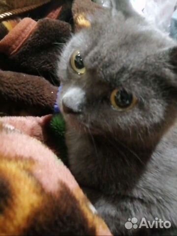Котёнок (Британец)