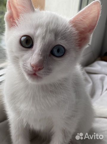 Котенок белоснежный с разноцветными глазками
