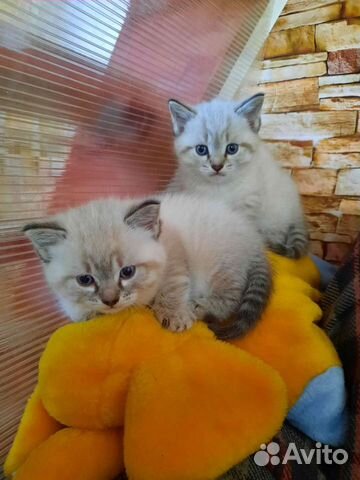 Сиамские котята