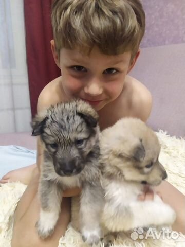 Породистые щенки западно-сибирской лайки