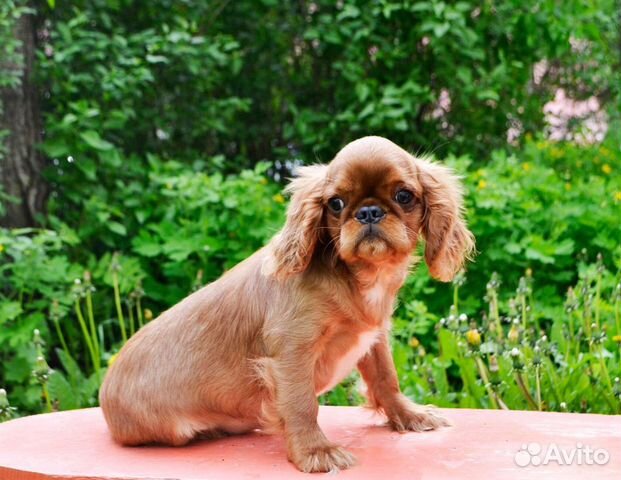 Продаётся девочка породы Кинг Чарльз Спаниель