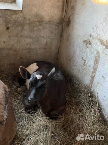 Телята телочки