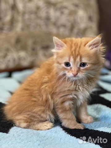 Скоттиш страйт котенок