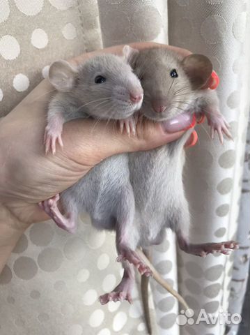 Крысята мальчики дамбо