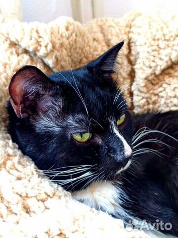 Кот маркиз в добрые руки