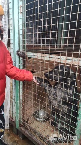 Спасите терьеристого малыша Тайсона из приюта