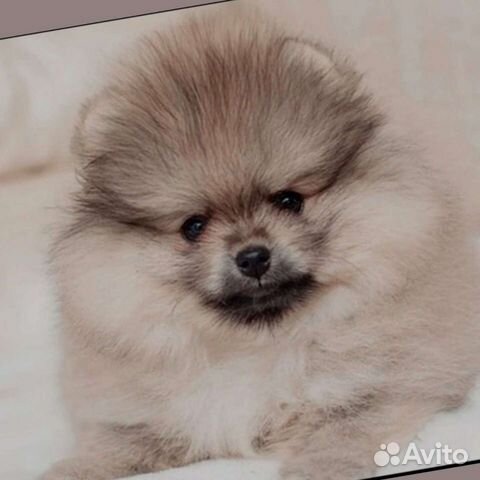 Померанец мини девочка РКФ