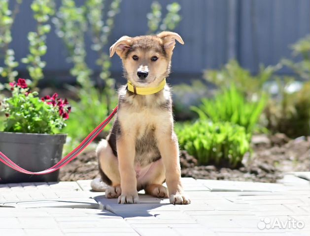 Щенок (метис овчарки, мальчик, 2.5 месяца) в дар