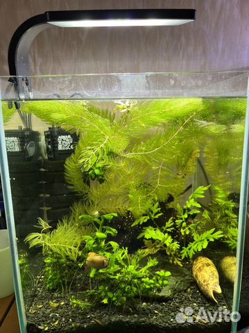 Аквариум оформленный