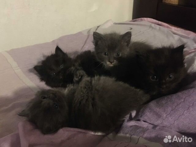 Шотландские котята 1.5 месяца