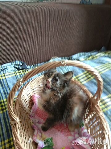 Малышку Фису отдаём в заботливые руки