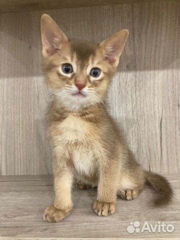 Абиссинские котятки