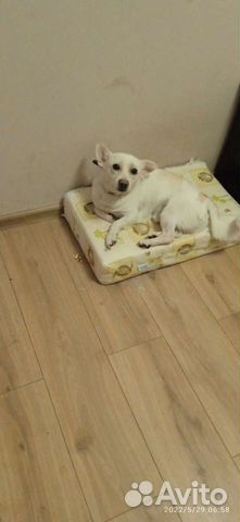 Мини порода