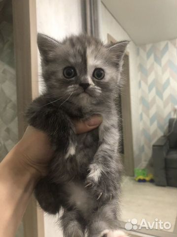 Шотладские котята