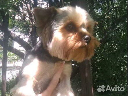 Йоркширский терьер 17000