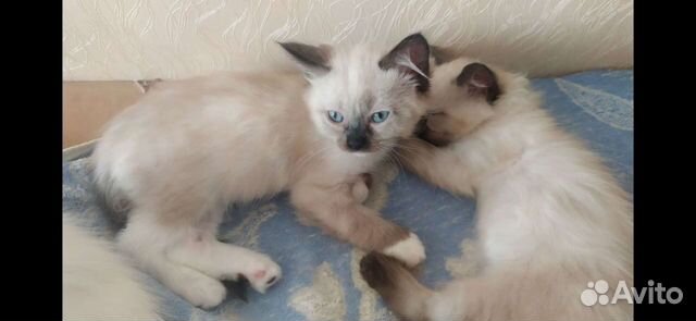 Котёнок рэгдолл