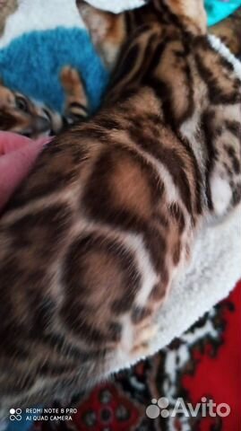 Бенгальская красотка