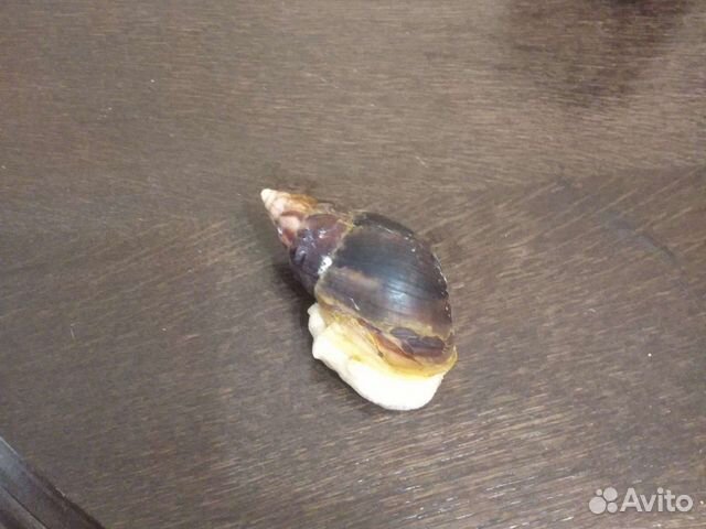 Улитки ахатины