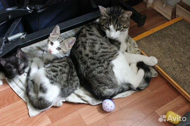 Пятнистый кот
