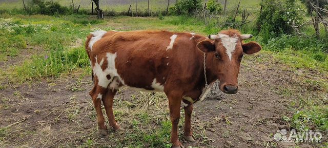 Корова 2тельные одна не тельная