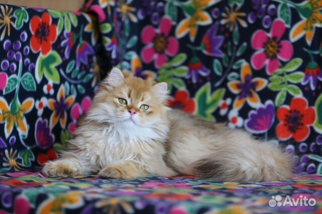 Британская золотая шиншилла