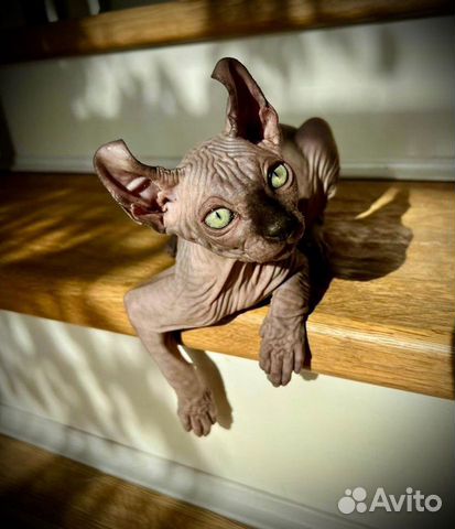Канадский сфинкс эльф котенок