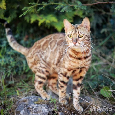 Бенгальская кошка
