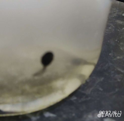 Головастики малыши