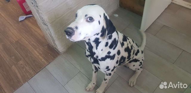 Долматинец ищет семью