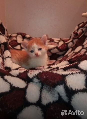 Котенок Лютик