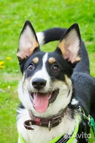 Собака в добрые руки щенок